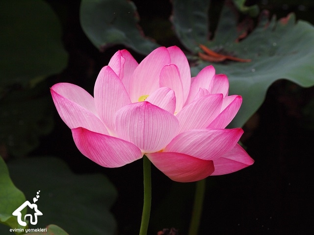 Lotus çiçeğinin faydaları - Evimin Yemekleri >> Kadınca